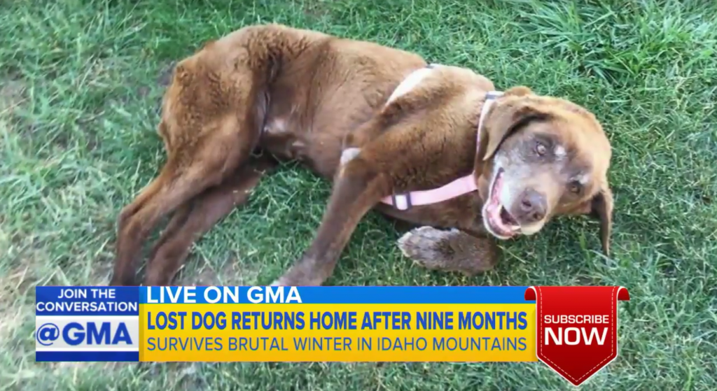 After 9 Months of Starving in The Wild, This Dog Finally Reunited with ...